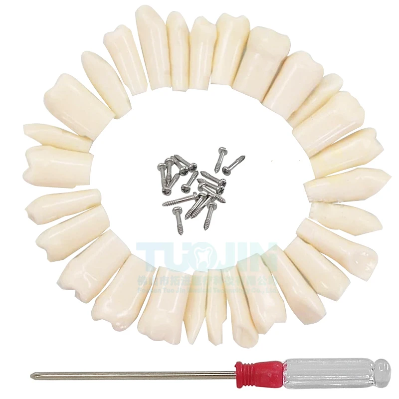 Free Shipping 1set 28pcs Dental Resin Teeth Typodont Model Plastic ...