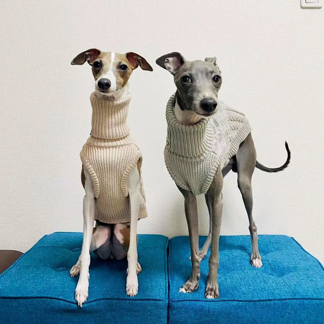 Turtleneck-sweater-for-greyhound-whippet-galgo-saluki-lurcher-italian ...