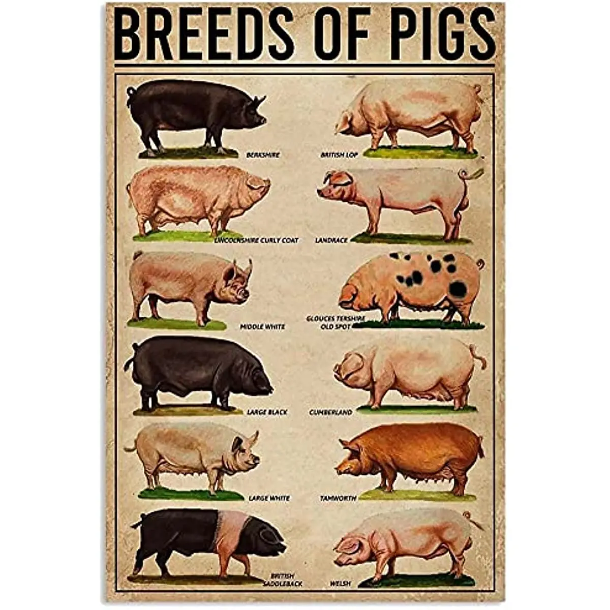 Breeds-of-Pigs-Retro-Vintage-Metal-Tin-Signs-Farm-Decorative-Country ...