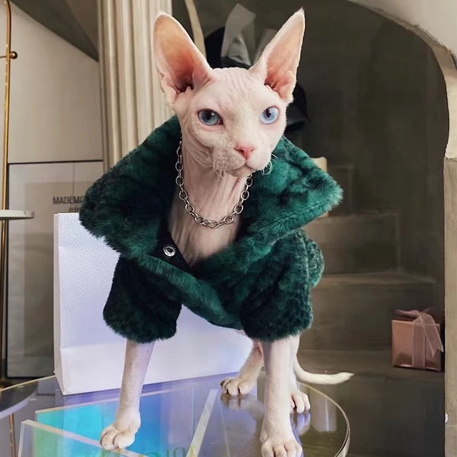 Sphynx Cat With Fur