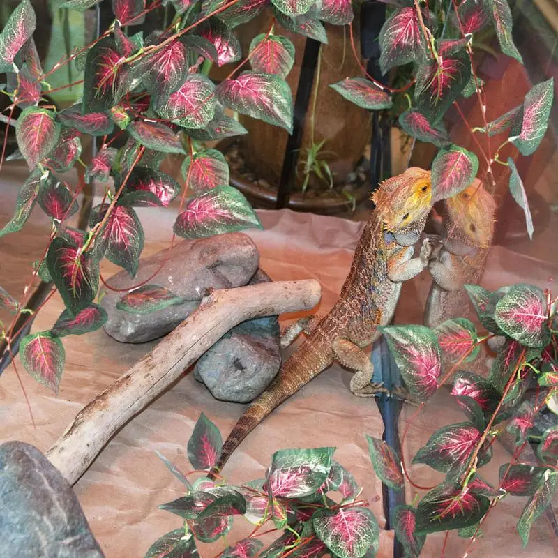 Diy Tropical Lizard Habitat