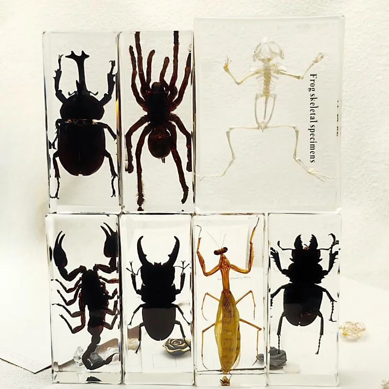 Large-Tarantula-Specimen-in-Resin-Large-Bugs-Spiders-Centipede-Resin ...