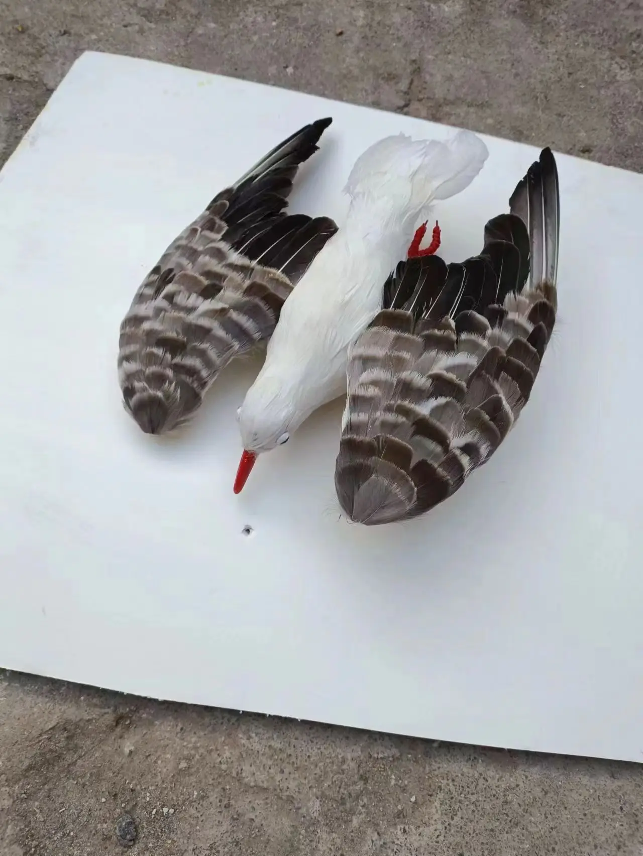 creative-simulation-seagull-model-foam-furs-dead-seagull-bird ...