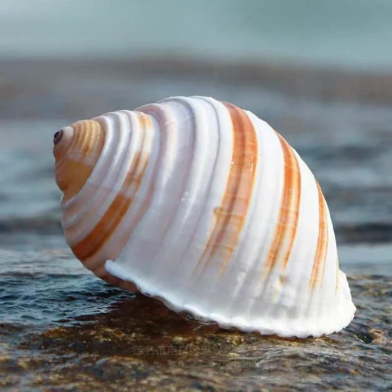 Natural-Tonna-Sulcosa-Seashell-Rare-Sea-Shells-Home-Decoration ...