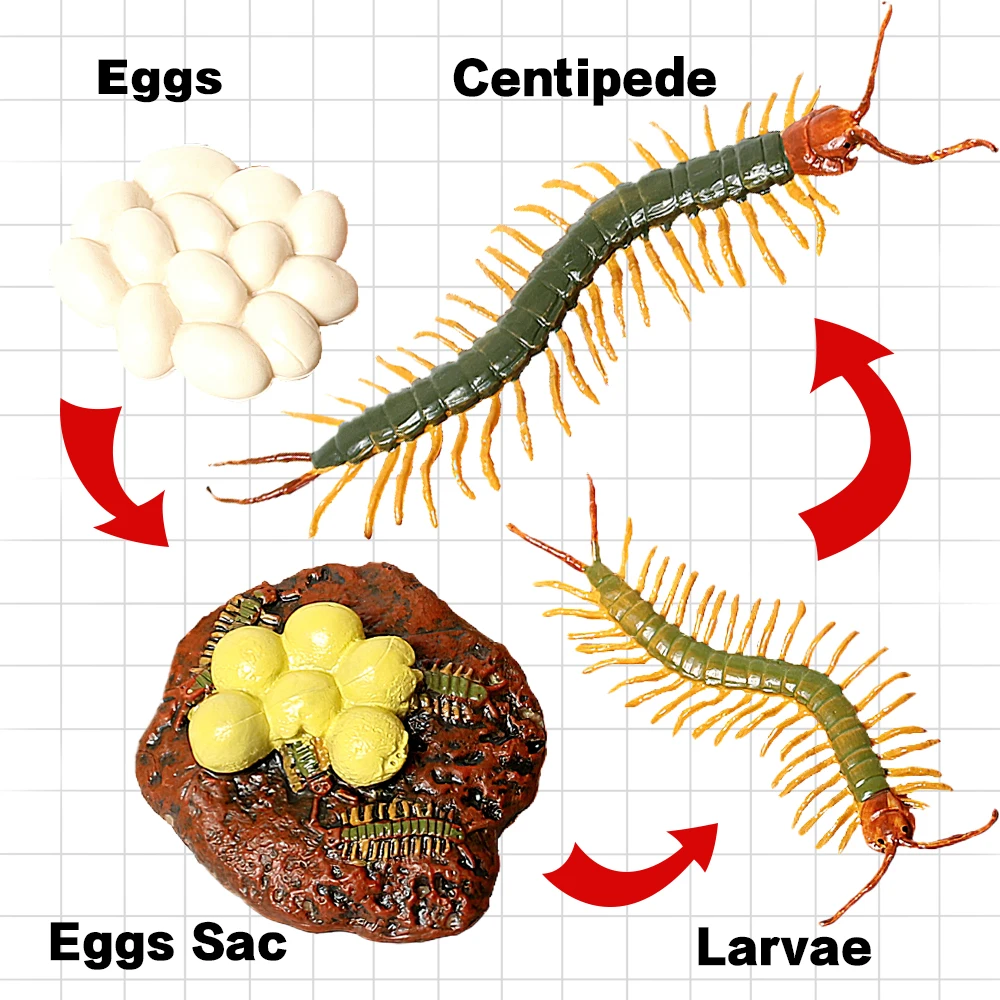 Millipede Life Cycle Diagram