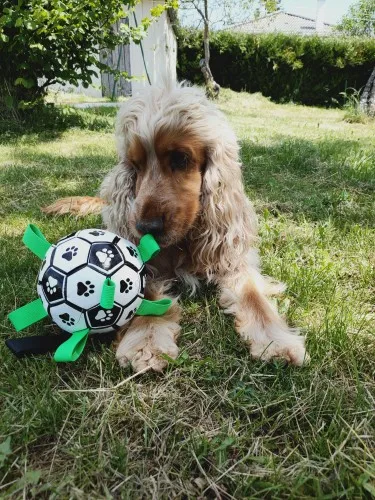 DogMEGA™ Outdoor Training Interactive Rope Football - DogMega.Com