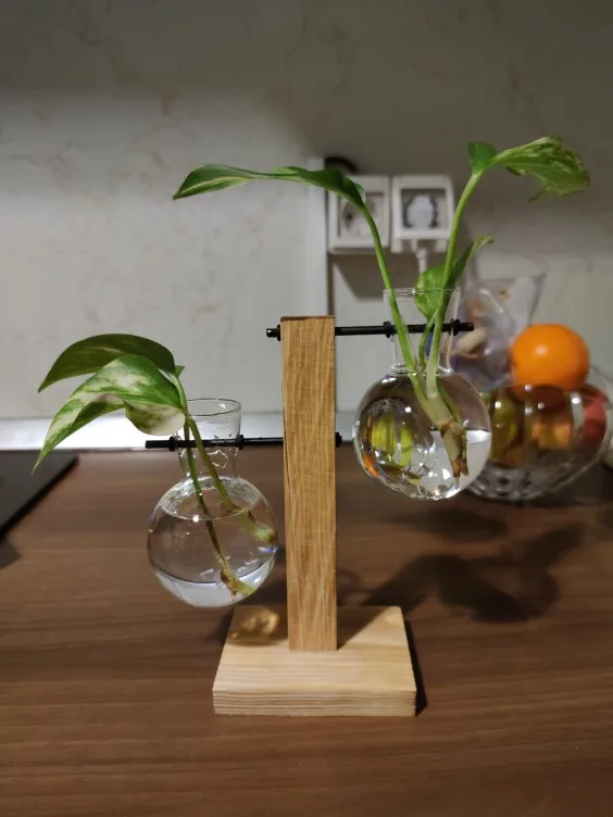 Hydroponic Vase Plant Terrarium - Life Changing Products