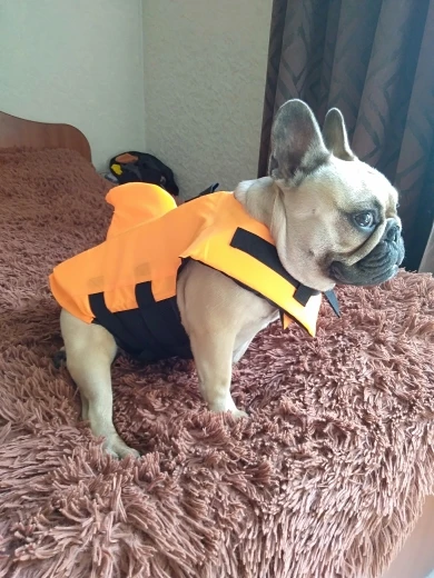 Dog Swim Vest Pet Protective Swimming Suit - Life Changing Products