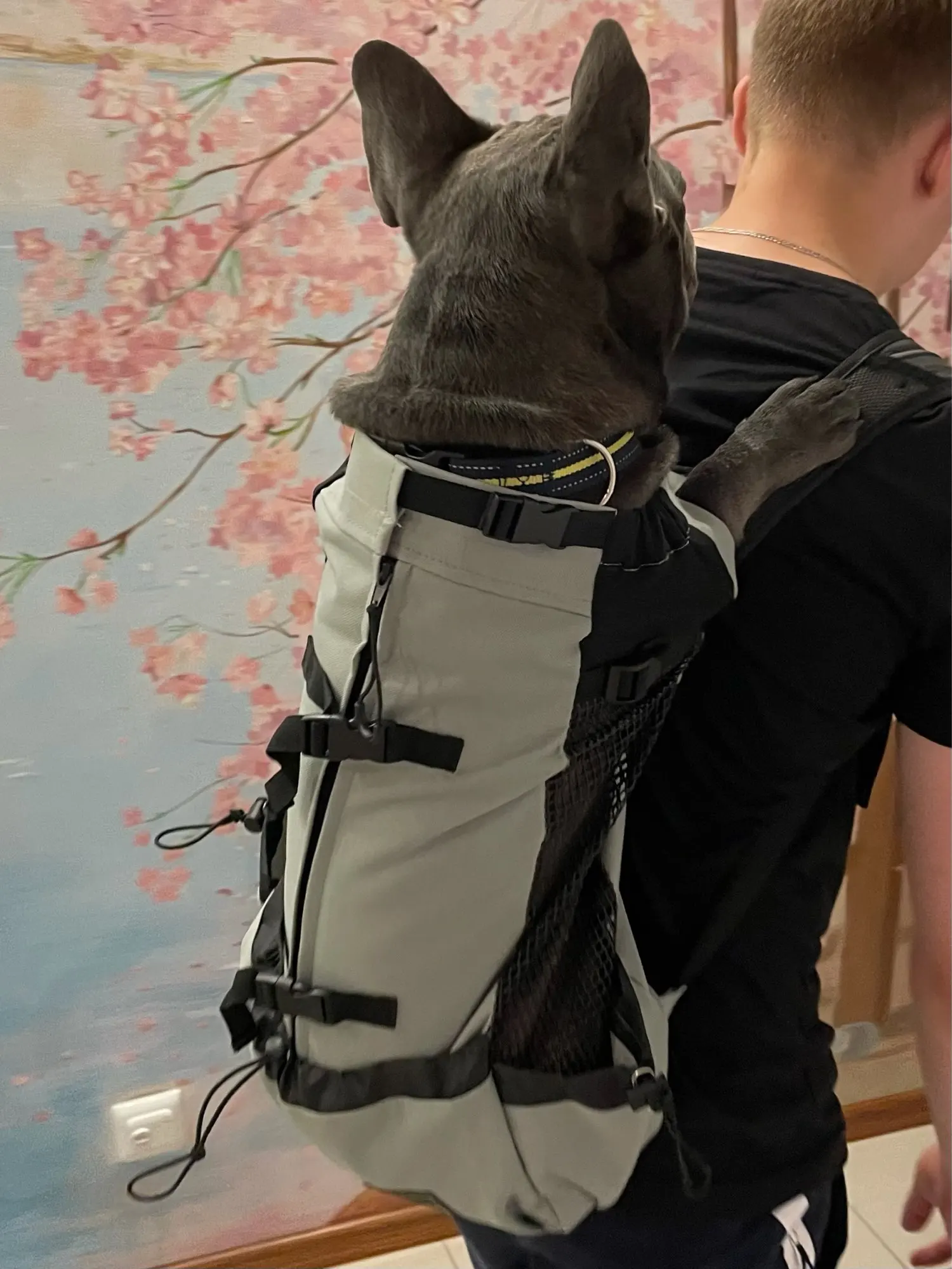 DogMEGA Dog Carrier Backpack 60 lbs | Large Dog Carrier Backpack | Dog ...