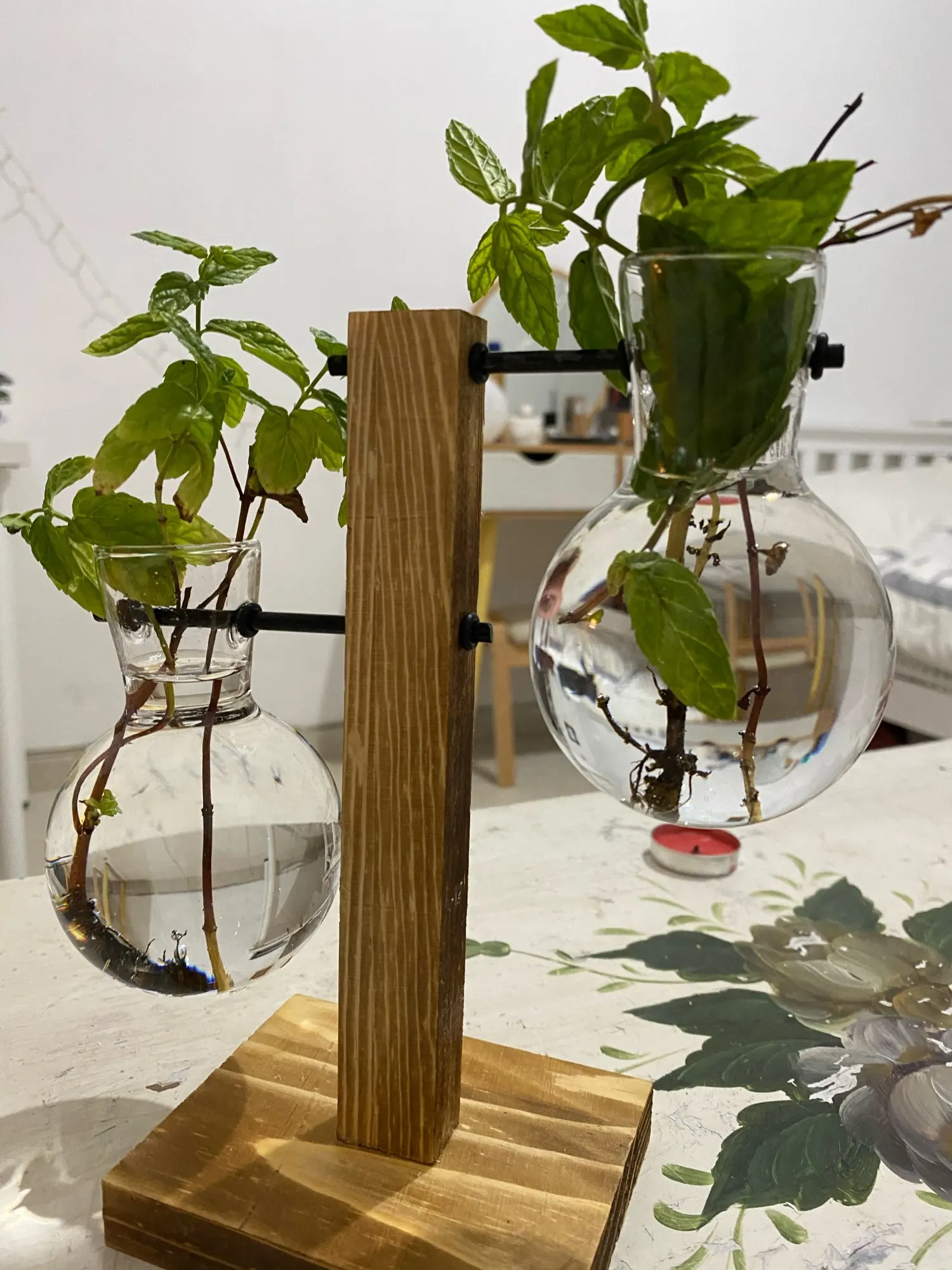 Hydroponic Vase Plant Terrarium - Life Changing Products