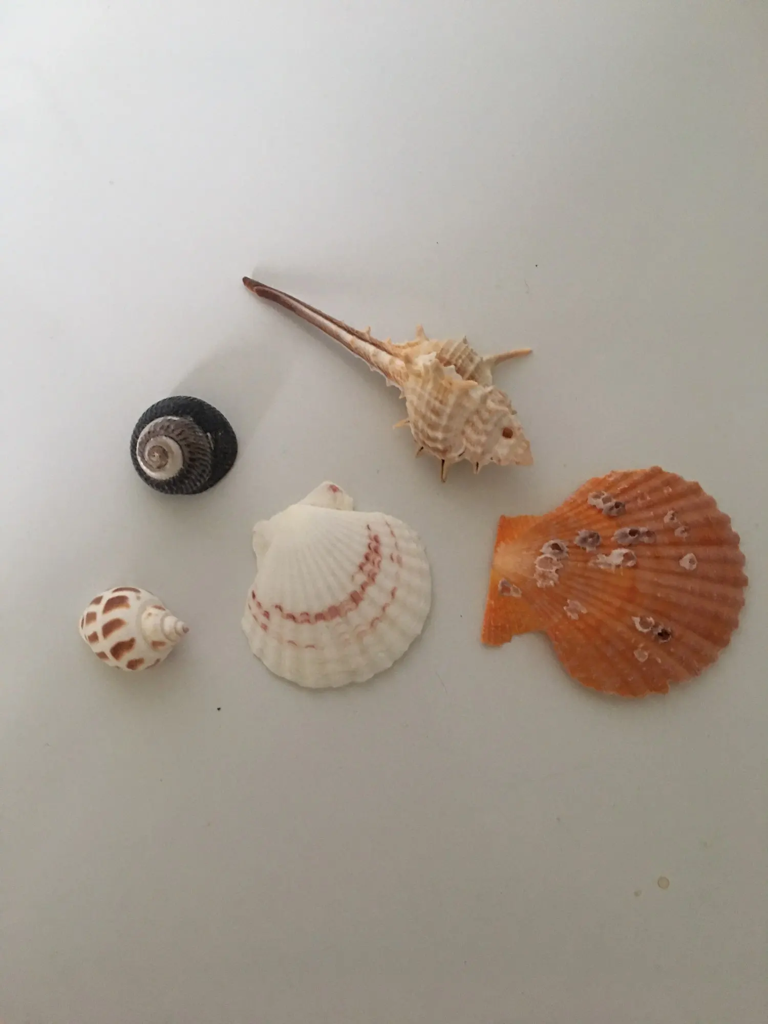 Hexagonal Conch Natural Shell Conch Creative Gift Mediterranean Home ...