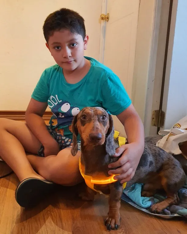 Light Up Dog Harness Rechargeable Light - Life Changing Products