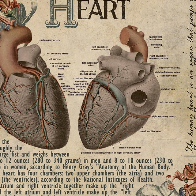 Vintage Anatomical Heart Diagram