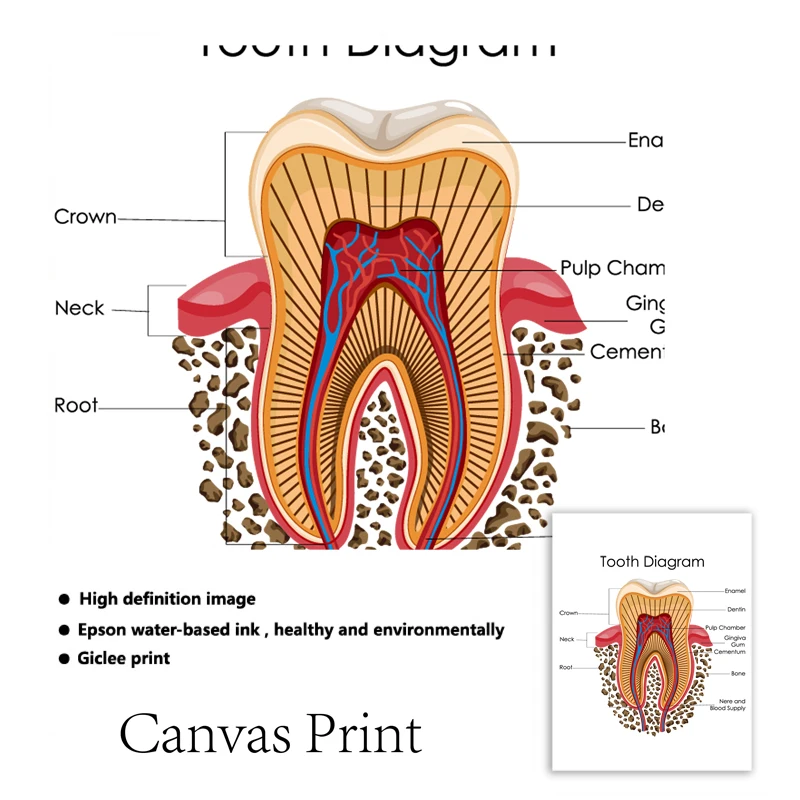 Human Teeth Diagram