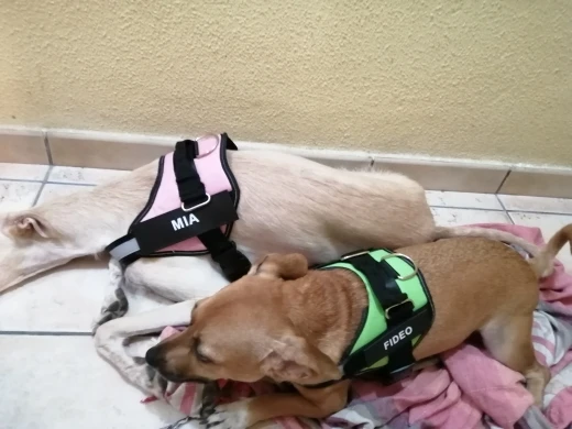 DogMEGA Grip Harness | Large Dog Harness | No Pull Dog Harness ...