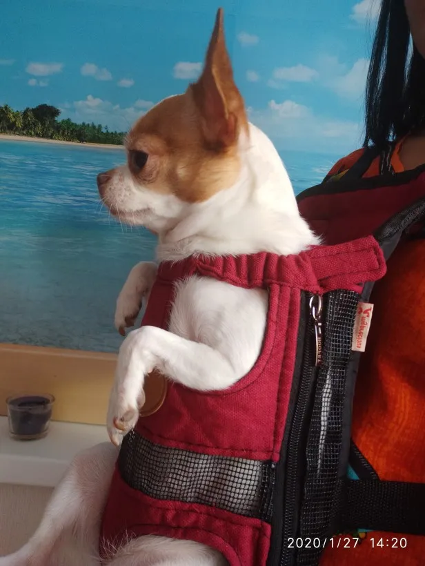 Small Dog Carrier | Puppy Backpack | Dog Front Carrier | Legs Out Front ...