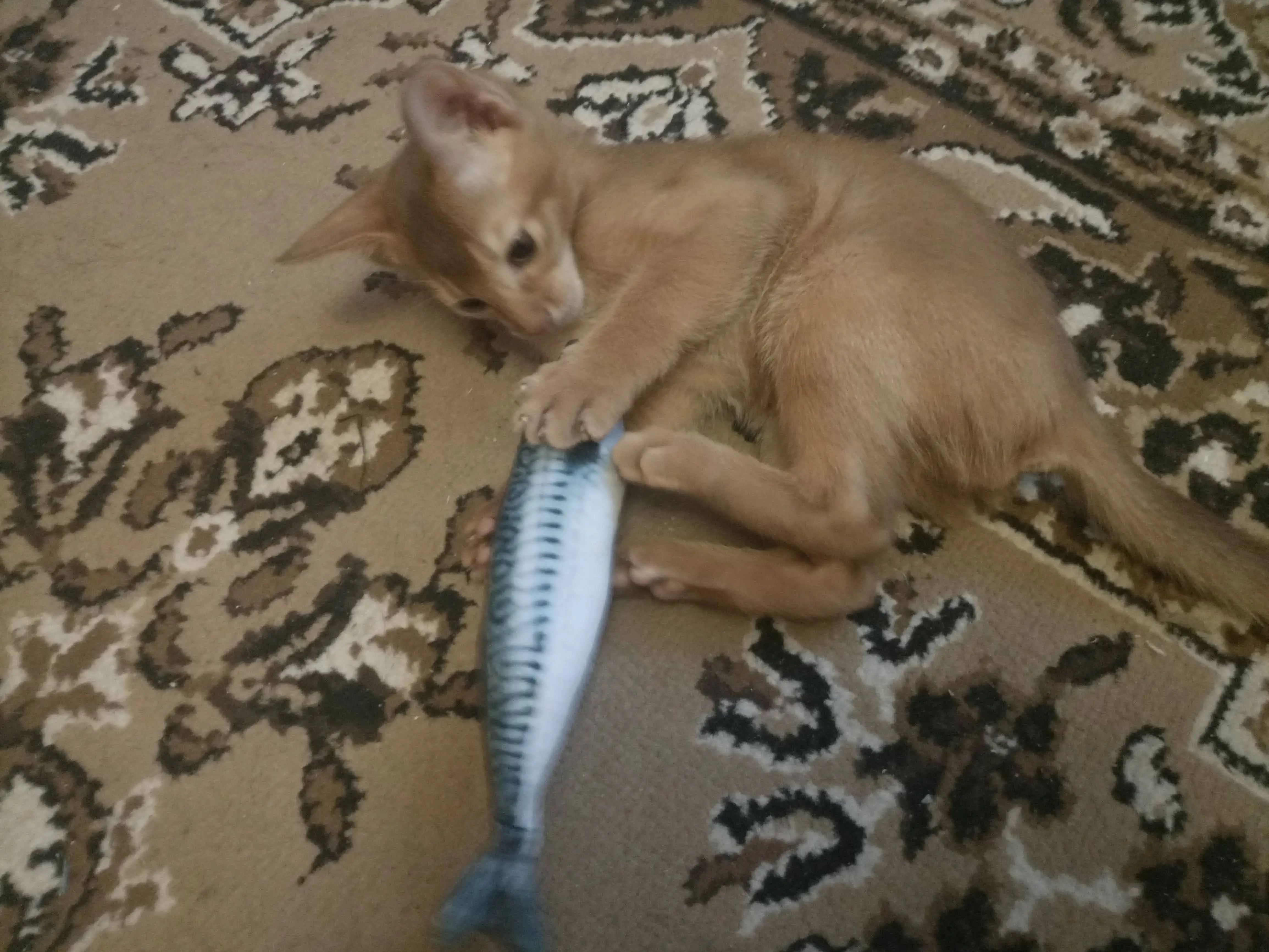 Fish Pillow 3D Realistic Stuffed Toy - Life Changing Products