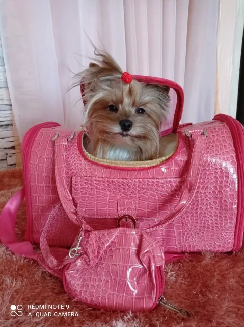 DogMEGA Small Dog Carrier Purse | Pet Carrier Bag | Cat Carrier Purse ...