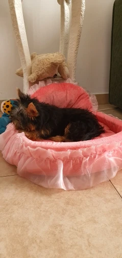 Cute Small Dog Beds | Cute Puppy Beds | Cute Girl Dog Beds | Cute Cat ...