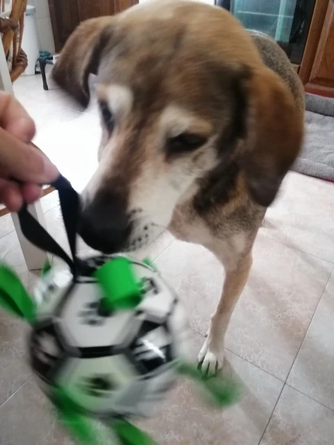 DogMEGA™ Outdoor Training Interactive Rope Football - DogMega.Com