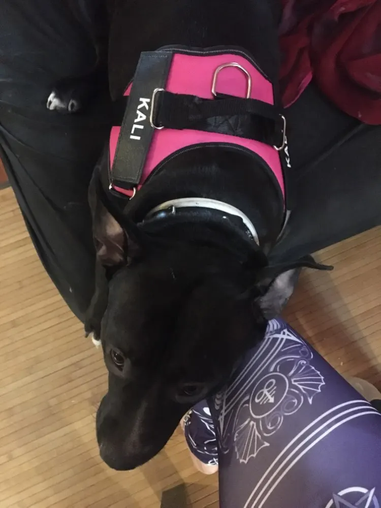 DogMEGA Grip Harness | Large Dog Harness | No Pull Dog Harness ...