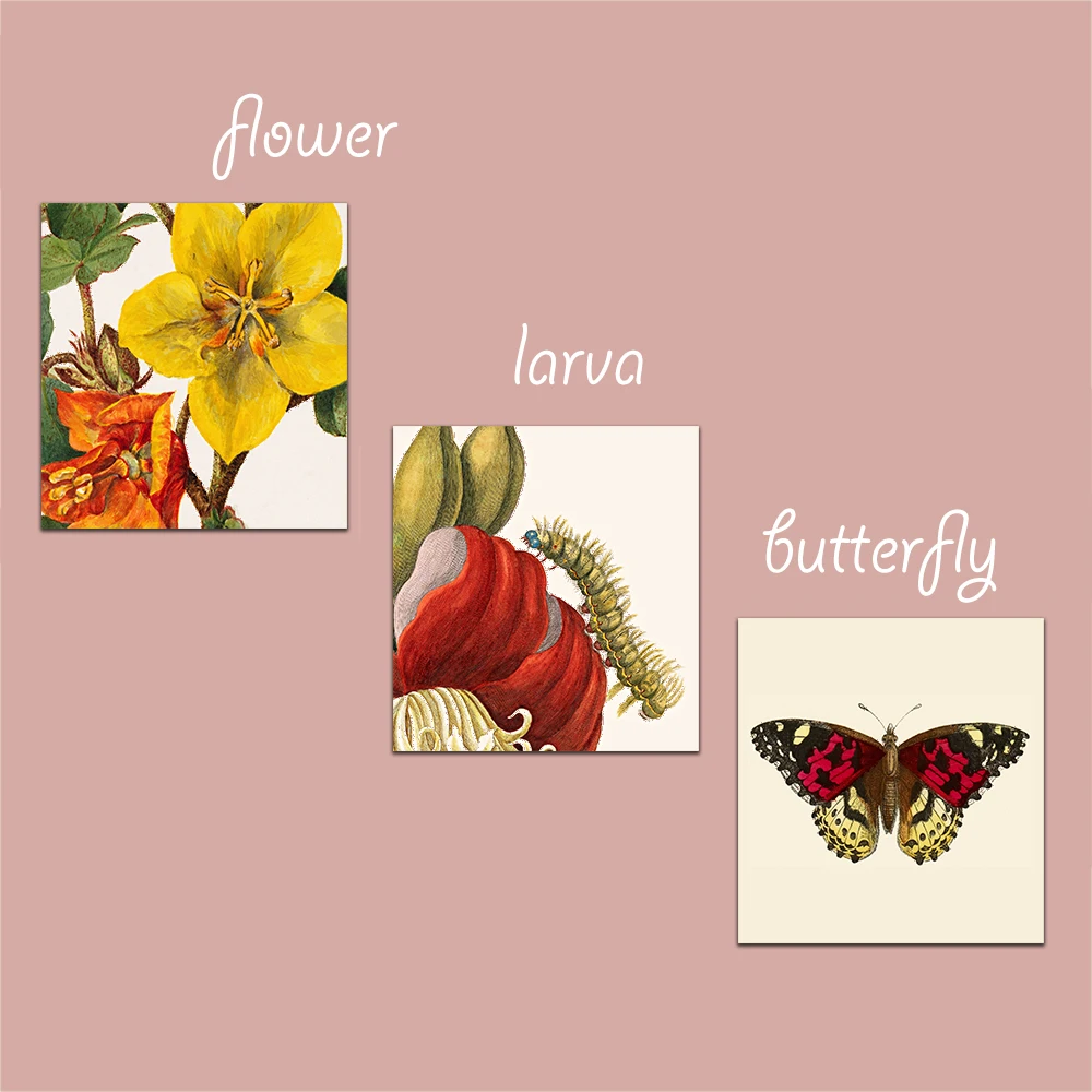 Evolution Of Butterflies Poster Natural Landscape Art Canvas Painting ...