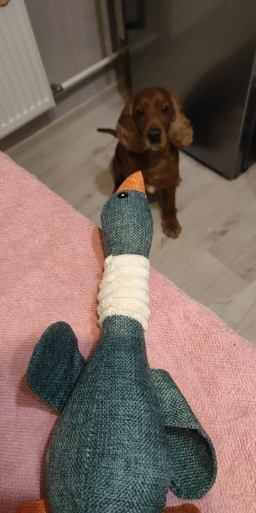 Squeaky Animal Plush Goose Dog Toy - Life Changing Products