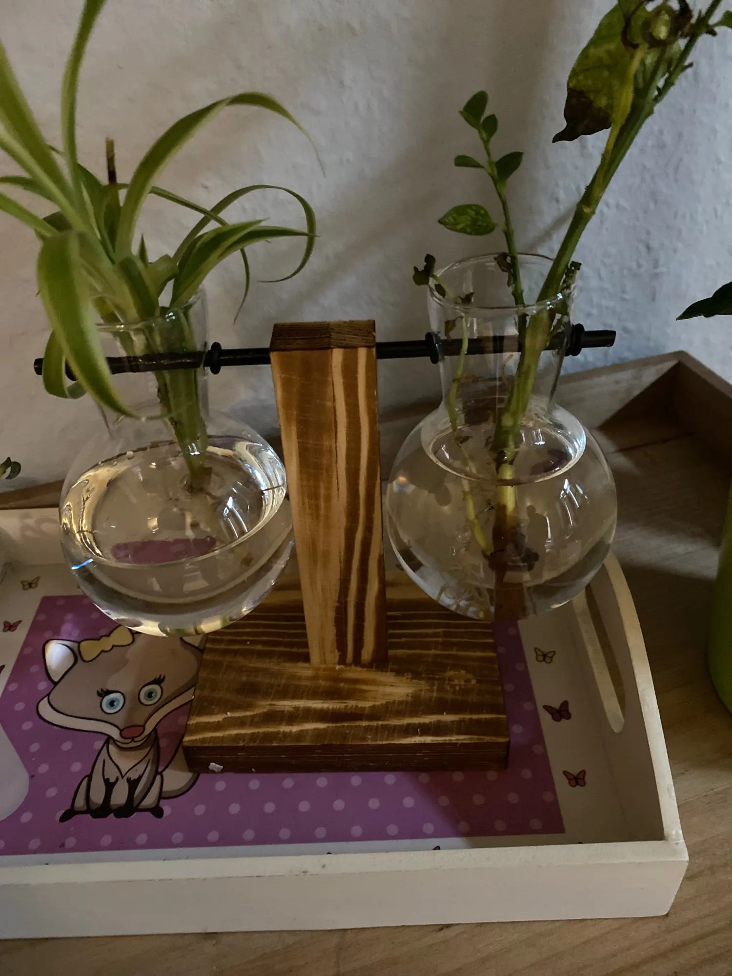 Hydroponic Vase Plant Terrarium - Life Changing Products