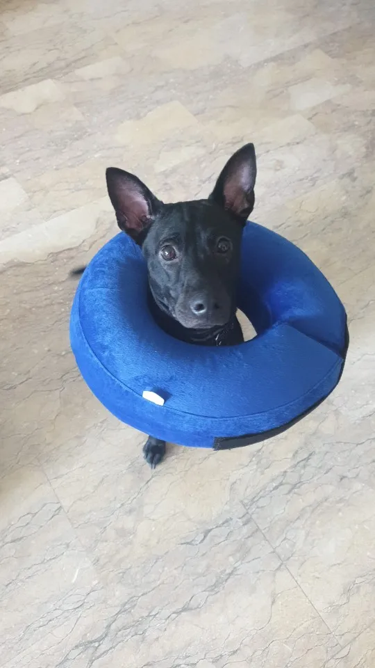 Kong Cloud Collar | Inflatable Dog Cone | Inflatable Dog Collar ...