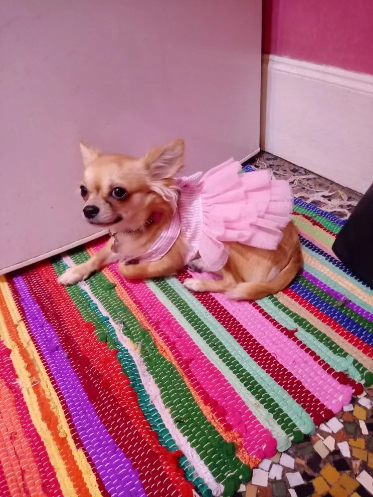 MEGA Cute Dog Clothes for Females | Stripe Dog Skirt | Dog Dress with ...