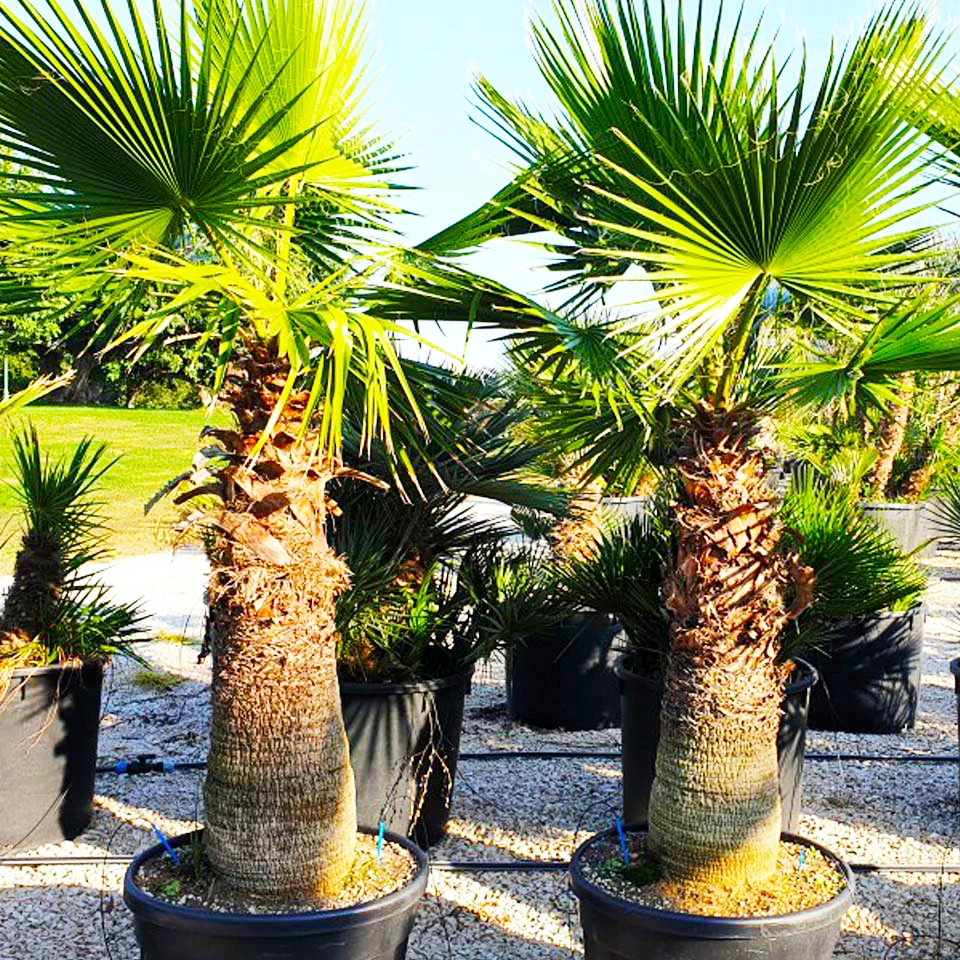 Washingtonia Robusta Seedling