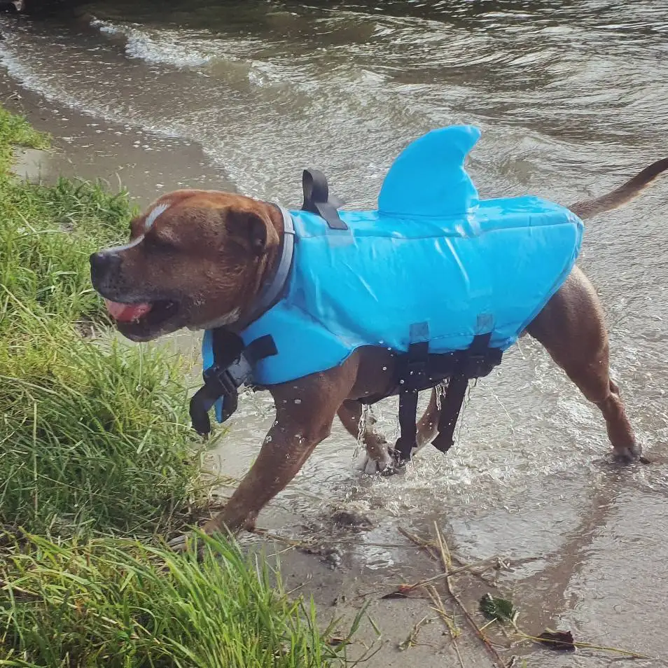 Dog Swim Vest Pet Protective Swimming Suit - Life Changing Products