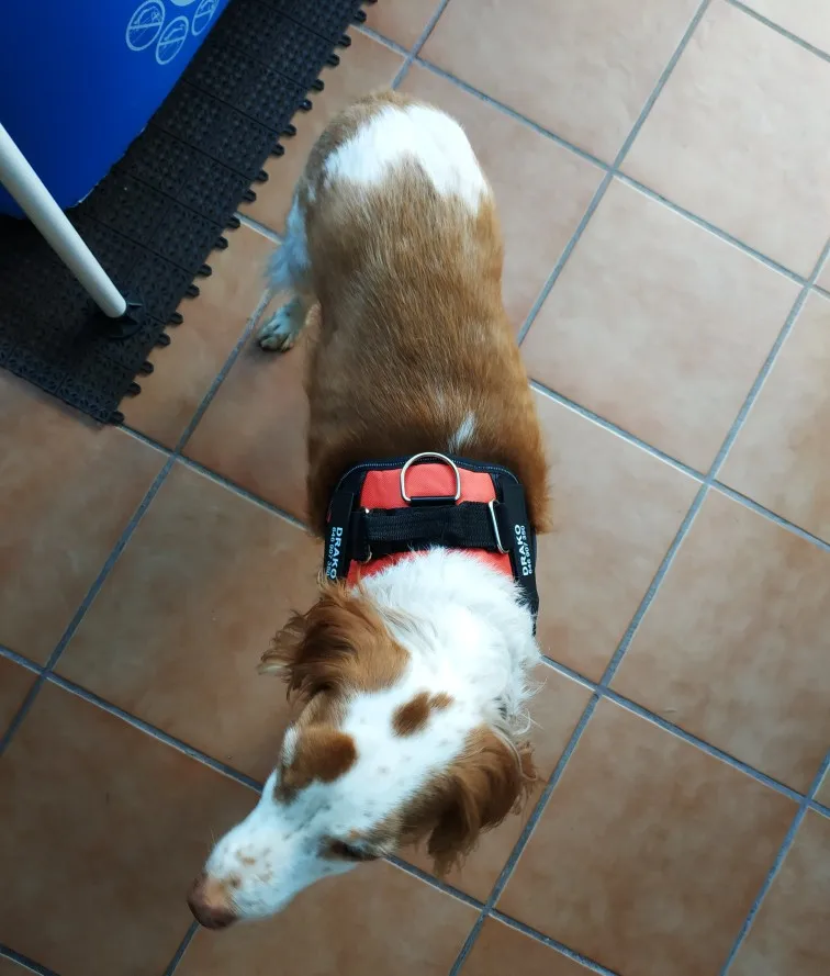 DogMEGA Grip Harness | Large Dog Harness | No Pull Dog Harness ...