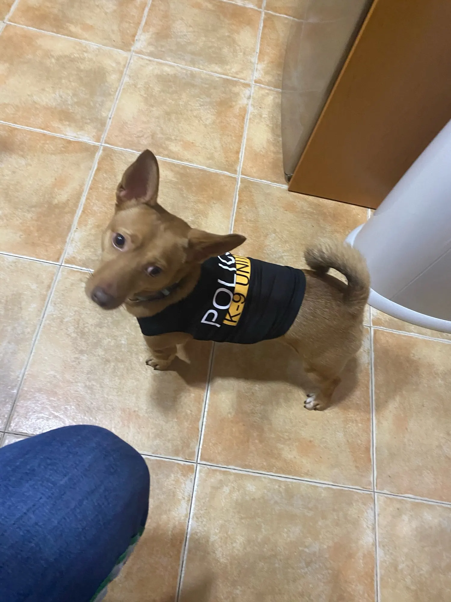 Dog Cop Costume Pet Cosplay Vest - Life Changing Products