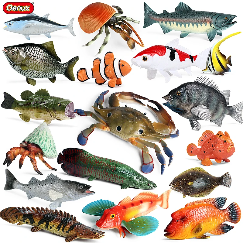 Baby Sailfish Aquarium