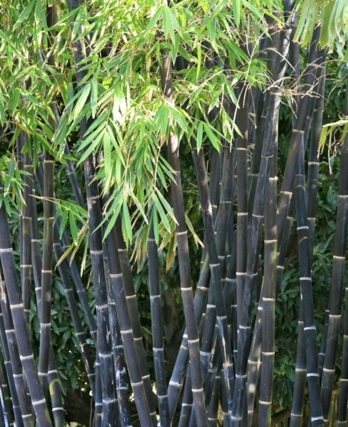 Black Bamboo Plant