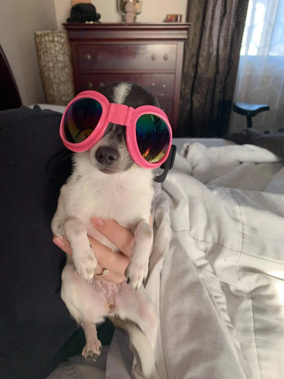 DogMEGA Dog Helmet and Goggles Kit - DogMega.Com