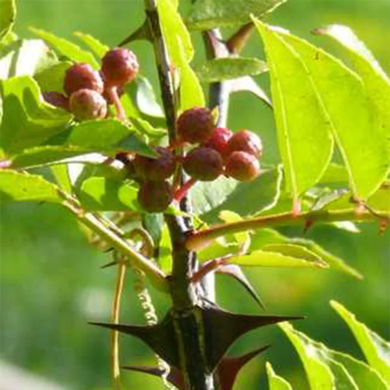 Zanthoxylum Alatum, CEMEN 15st + 선물| | - AliExpress