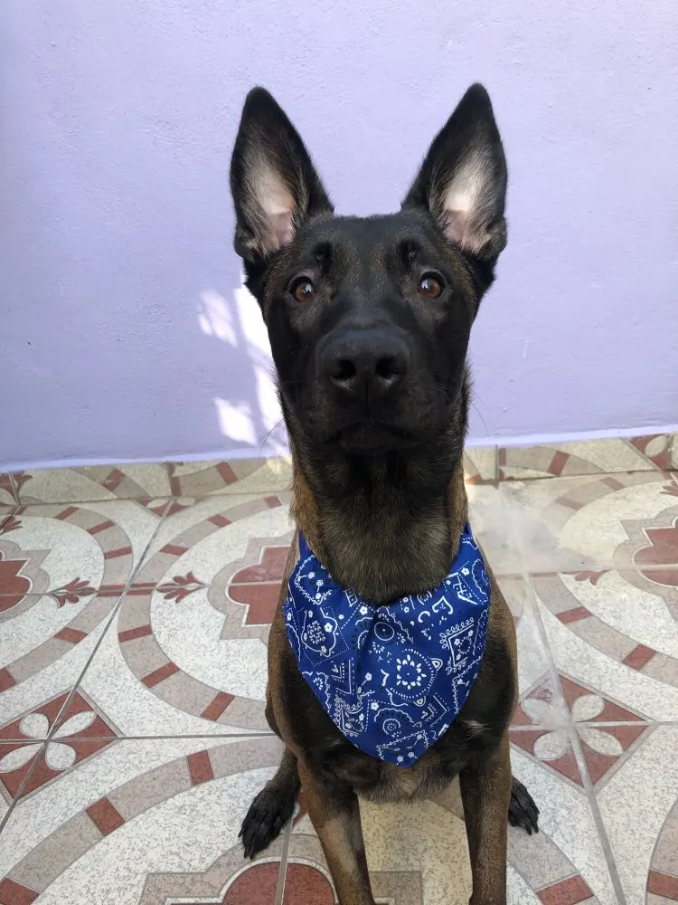 Dog Scarf Adjustable | Cute Dog Bandanas | Dog Neckerchief – DogMega.Com