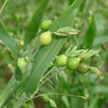Chinese Pearl Barley Coix Chinensis Seeds, Adlay Coixseed Job's Tears ...