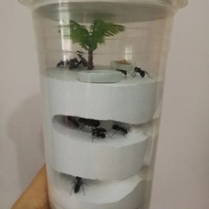 Homemade Ant Farm With Jar