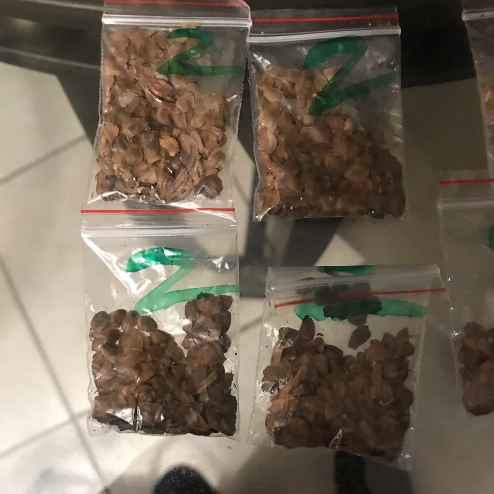 Indoor Bonsai Tree 30pc-Seed Pack - Life Changing Products