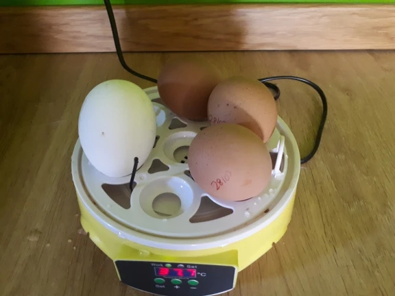 Egg Incubator Farm Brooder Kit - Life Changing Products