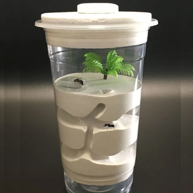 Homemade Ant Farms