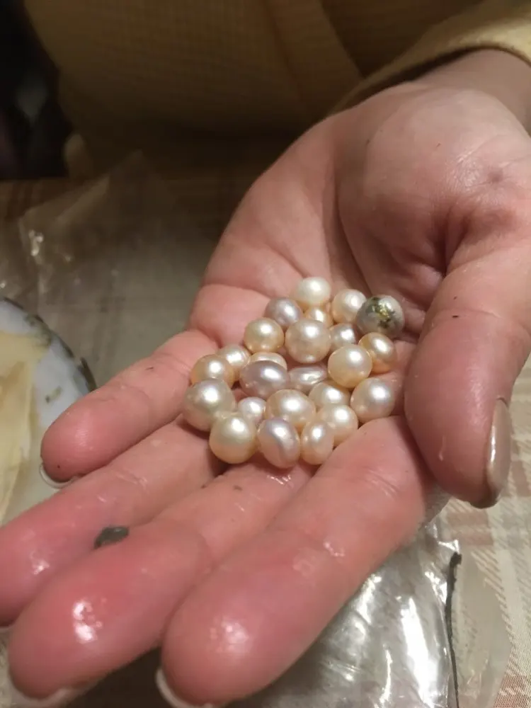 Oyster Pearl Freshwater Jewelry - Life Changing Products