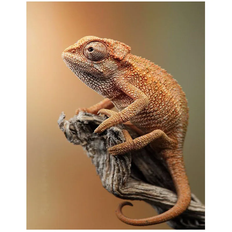 full square/round drill 5D diy diamond painting"animal lizard"picture ...