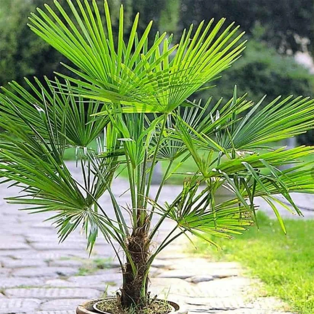 Trachycarpus Fortunei Uk Hardy USA Store | worldwidecentralproperties.com