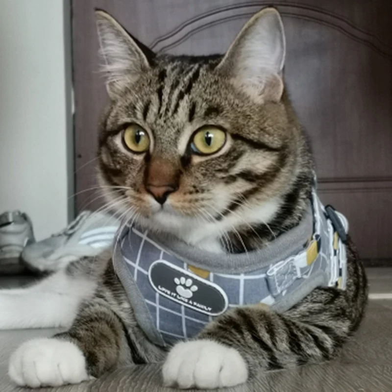 Therapy Cat Vest