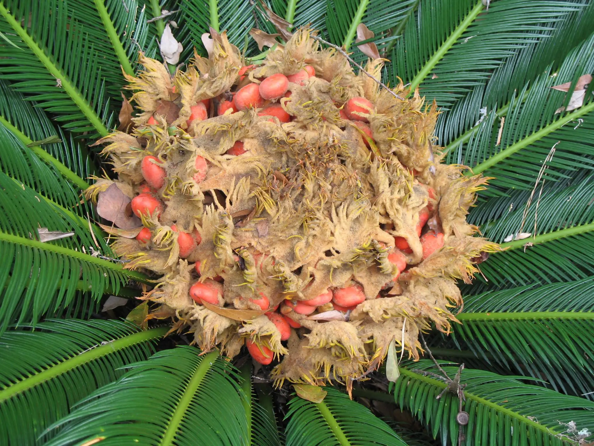 Cycas Revoluta Seeds