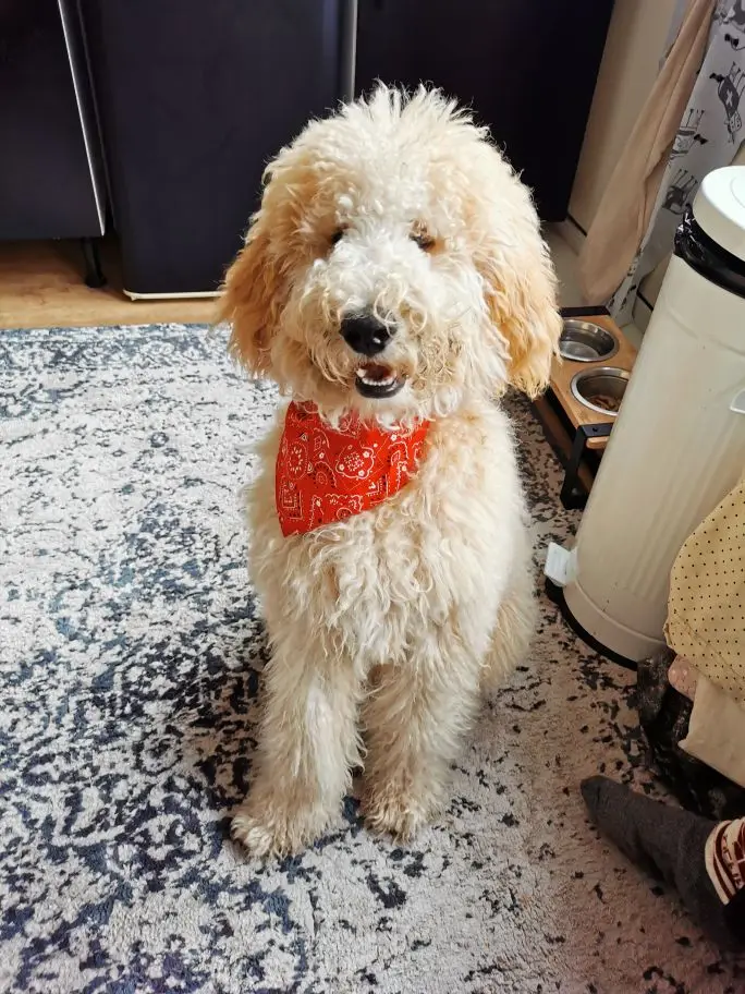 Dog Scarf Adjustable | Cute Dog Bandanas | Dog Neckerchief – DogMega.Com